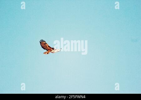 Epic photo of a large Hawk mid-flight Stock Photo - Alamy