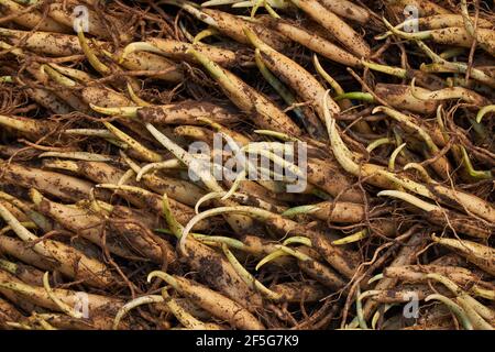 Fresh wild garlic bulbs (Allium ursinum) Ramsons bulbs close-up Stock ...