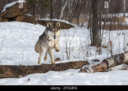 Grey Wolf (Canis lupus) Hops Over Log Back Legs Up Winter - captive ...