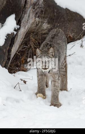 Canadian Lynx (Lynx canadensis) Walks Forward Intense Winter - captive ...