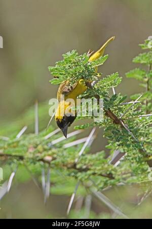 Little Weaver (Ploceus luteolus), Lake Elmentaita or Elementaita, Kenya ...
