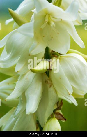A beautiful view of a Adam's needle in the garden Stock Photo - Alamy