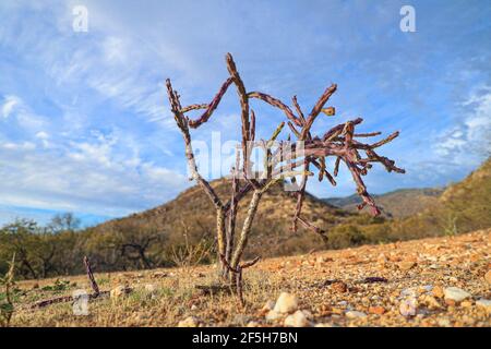 Choya plant green and purple color: Flora Sudcalifornios, sudcalifornia ...