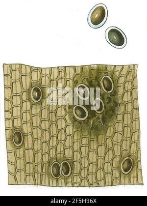 Punctaria plantaginea Detail Stock Photo - Alamy