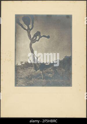 Lithe and Graceful - Dancing Joshua. Louis Fleckenstein (American, 1866 ...