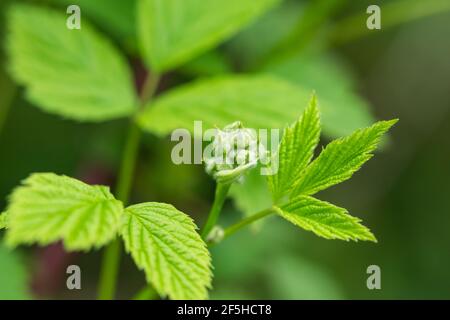 Black Raspberry Flower Buds in Springtime Stock Photo - Alamy