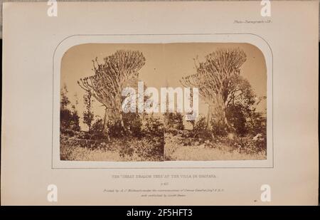The "great dragon tree" at the villa de Orotava Stock Photo - Alamy