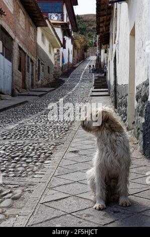Street Dog in Peru Stock Photo - Alamy