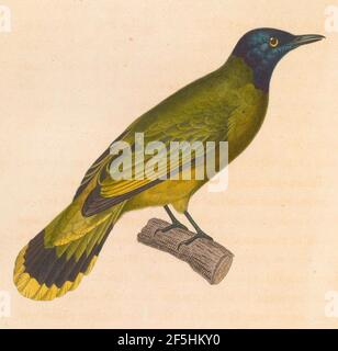 Pycnonotus atriceps 1838 Stock Photo - Alamy