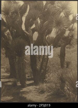 Landscape with Joshua Trees. Louis Fleckenstein, photographer (American ...
