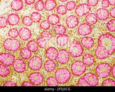 A light micrograph of a cross section of the jejunum clearly showing a ...