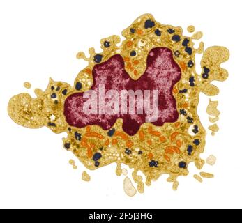 Transmission electron micrograph (TEM) of a macrophage white blood cell ...
