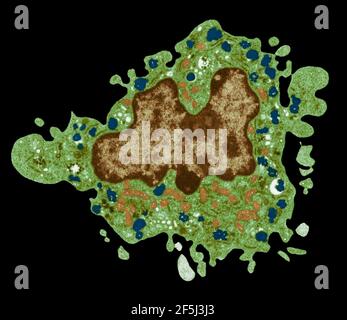 Macrophage white blood cell. Transmission electron micrograph (TEM) of ...