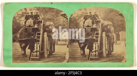 Indian Elephant. Elephas Indicus., Unknown, about 1860, Albumen silver ...