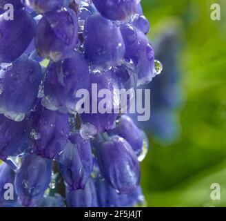 High resolution macro photograph of Hyacinth bloom against vividly ...