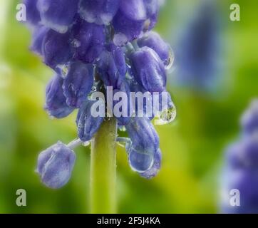 High resolution macro photograph of Hyacinth bloom against vividly ...
