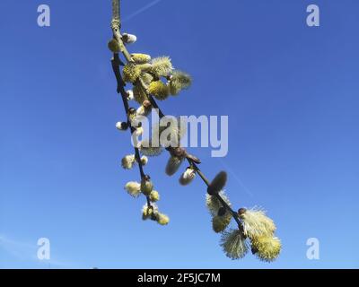 Closeup shot of a blooming twig of a Salix willow on a blue sky ...