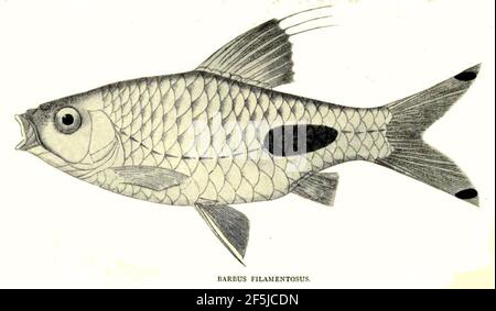 Puntius filamentosus Thomas Stock Photo - Alamy