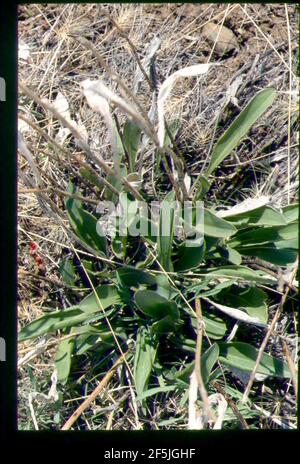 Pyrrocoma radiata basal leaves in SW Idaho 2 Stock Photo - Alamy