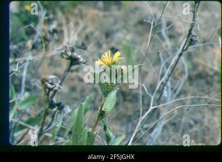 Pyrrocoma radiata flower in SW Idaho Stock Photo - Alamy
