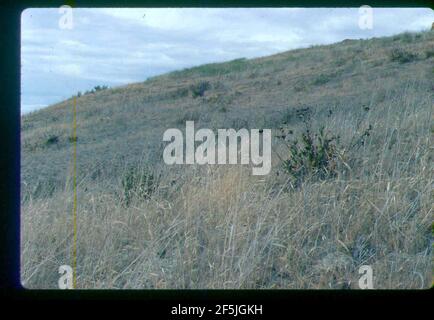 Pyrrocoma radiata habitat in SW Idaho 2 Stock Photo - Alamy