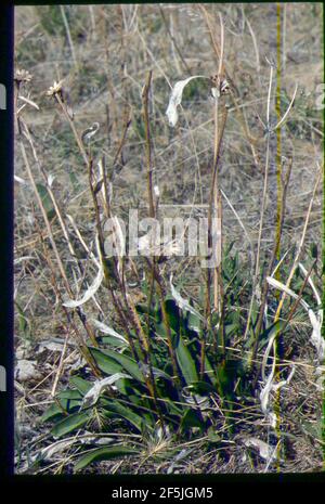 Pyrrocoma radiata in SW Idaho Stock Photo - Alamy