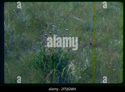Pyrrocoma radiata plant in SW Idaho Stock Photo - Alamy