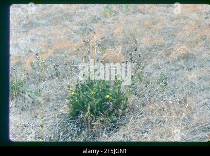 Pyrrocoma radiata plant in SW Idaho 2 Stock Photo - Alamy
