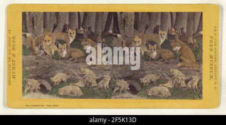 Class I, Order III, Carnivora. Family Felidae. Wild Cat or Bay Lynx ...