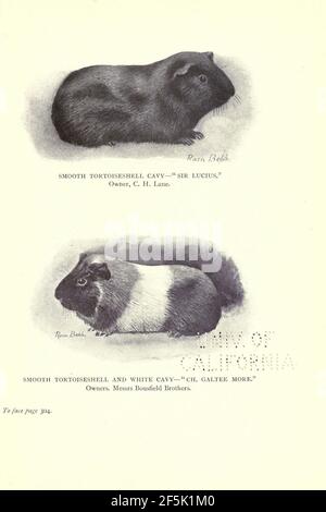 Rabbits, cats and cavies Stock Photo - Alamy