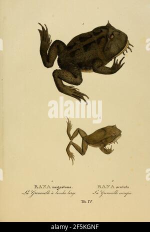 Ranae Tab. IV Stock Photo - Alamy