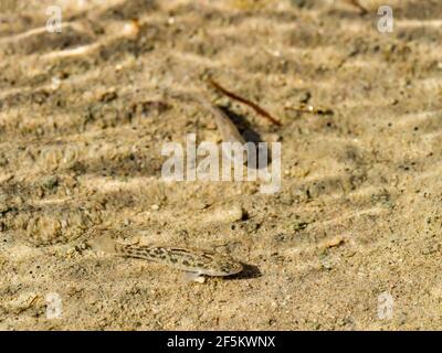 The salt springs pupfish, Cyprinodon salinus, endemic in Death Valley ...