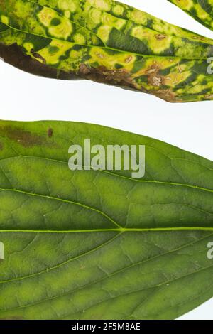 Tobacco mosaic virus symptoms tobacco Stock Photo - Alamy