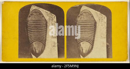 Fossils from the palaeozoic era Stock Photo - Alamy