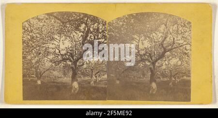 Apple trees, Deloss Barnum (American, 1825 - 1873), about 1860, Albumen ...