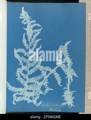 An illustrated study of ferns native to British India, detailing their ...