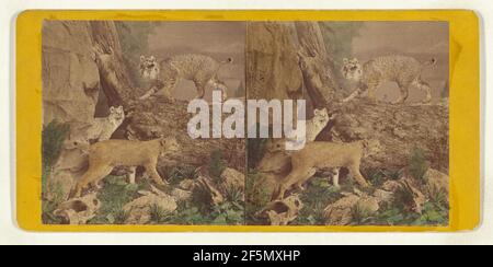 Class I, Order III, Carnivora. Family Felidae. Wild Cat or Bay Lynx ...