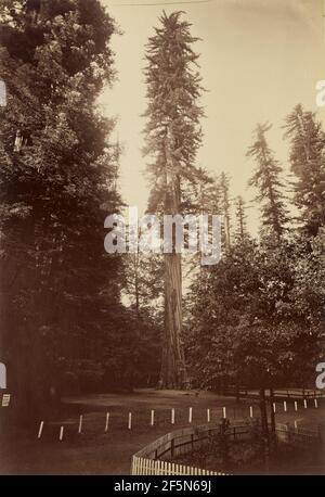 Giant Redwood, Santa Cruz; Carleton Watkins, American, 1829 - 1916 ...