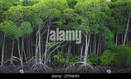 Mangrove forest in Daintree National Park, Queensland, Australia Stock ...