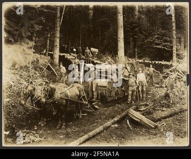 Logging/ Timber Scene. Darius Kinsey (American, 1869 - 1945 Stock Photo ...