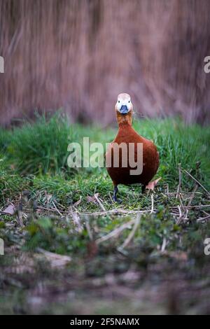A vertical shot of a duck in a blur Stock Photo - Alamy