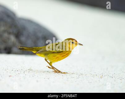 A yellow warbler (Setophaga petechia) on a tree Stock Photo - Alamy