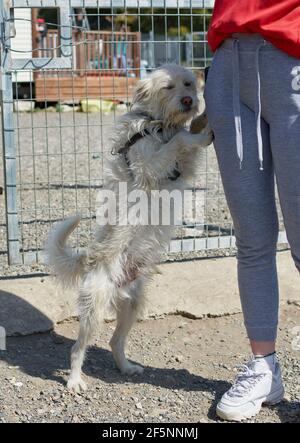Selective focus of a Yorkie jumping up at the owner's leg Stock Photo ...