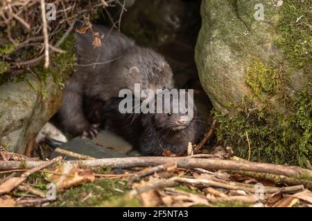 European Mink (Mustela lutreola) portrait, front view with front legs ...