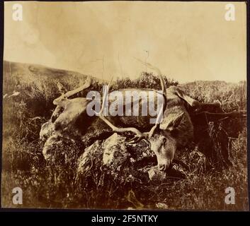 Dead stag on a rock, Attributed to Roger Fenton (English, 1819 - 1869 ...