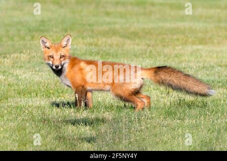 Red Fox (Vulpes vulpes) kit stretching, Veluwe, Gelderland, Netherlands ...