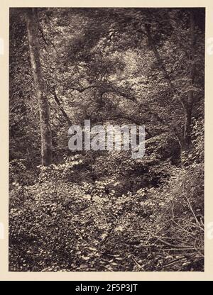 Forest scene, Arthur Brown (British, active 1850s), Saltburn-on-the-Sea ...