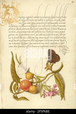 Ringlet, False Jerusalem Cherry, and Milkwort; Mira calligraphiae ...