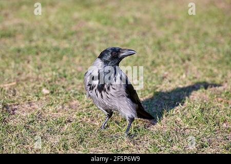 Hooded crow (Corvus cornix); Copenhagen, Denmark Stock Photo - Alamy