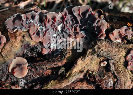 An old tree trunk, infected by fungal plant pathogen. Closeup view of ...